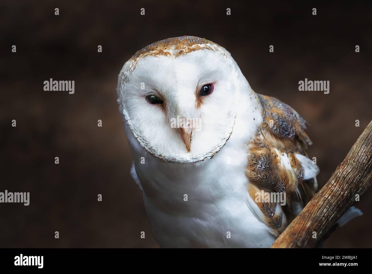 American Barn Owl (Tyto furcata Stock Photo - Alamy