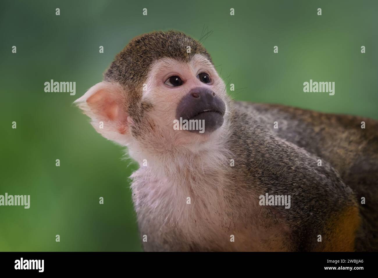 Common Squirrel Monkey (Saimiri sciureus Stock Photo - Alamy