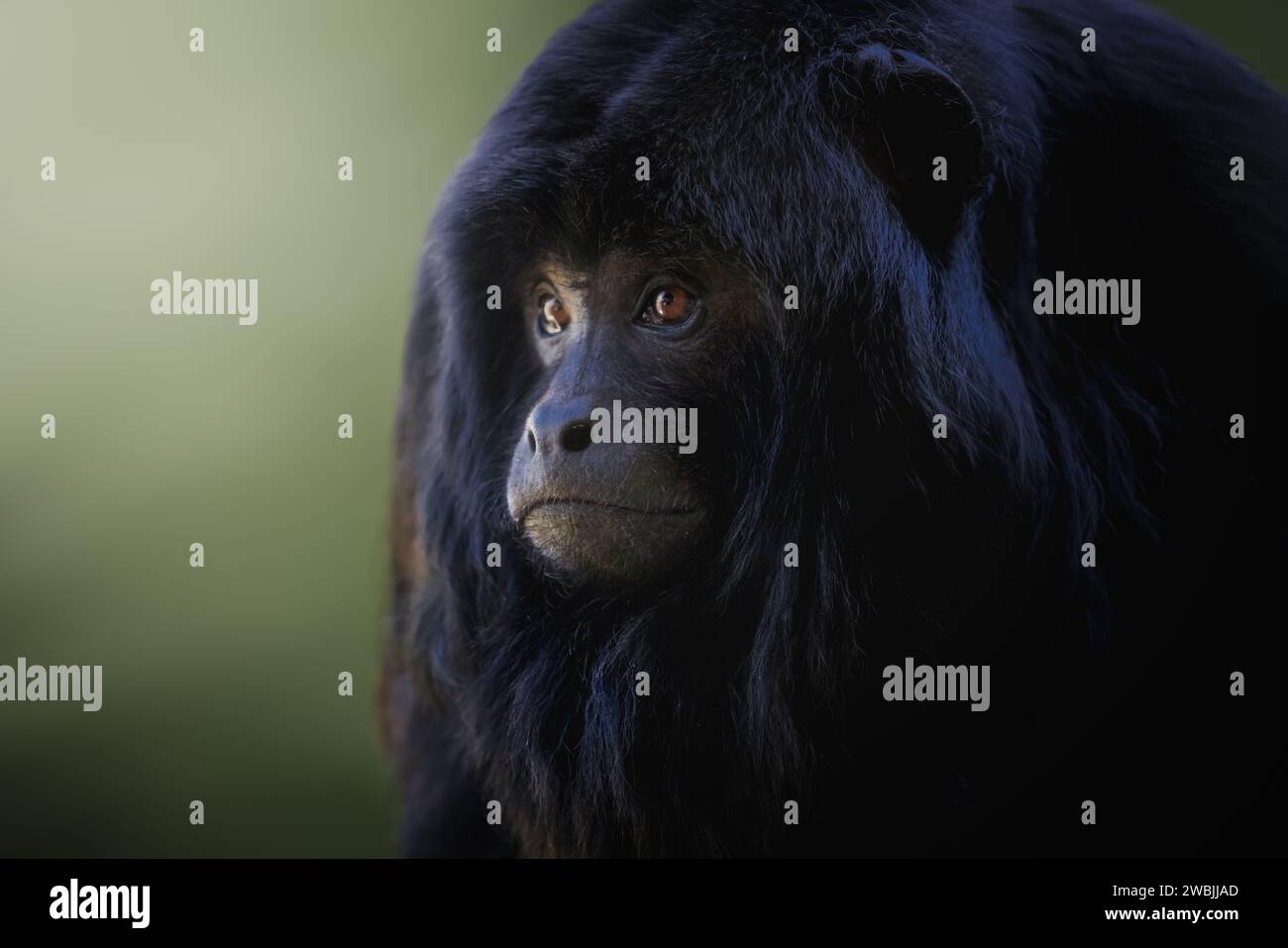 Male Baby Black Howler Monkey (Alouatta caraya Stock Photo - Alamy
