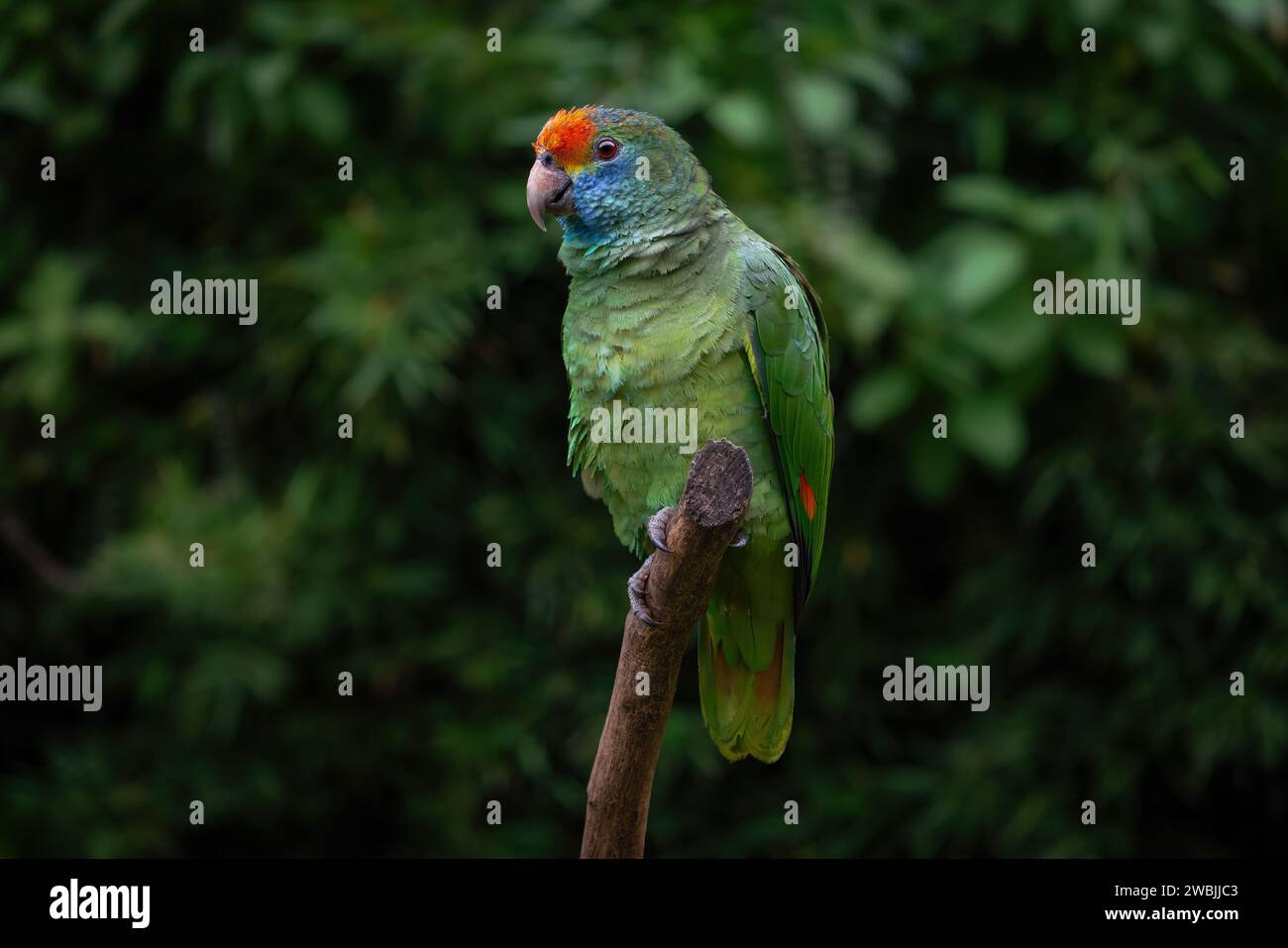 Amazon parrot hi-res stock photography and images - Alamy