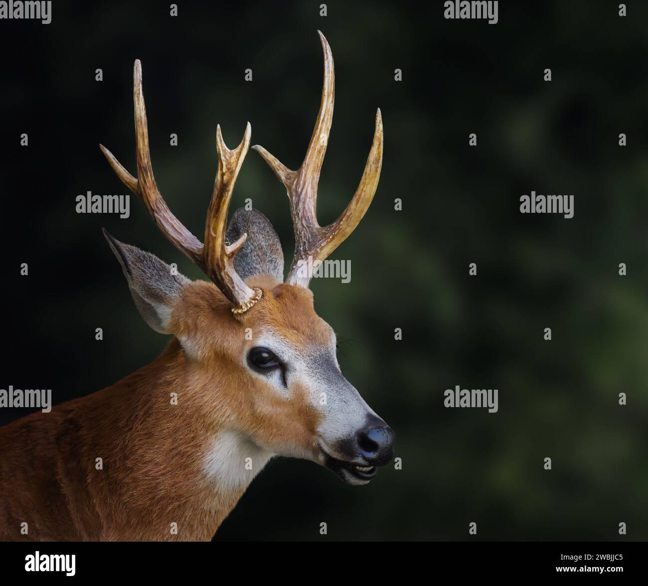 Marsh Deer Stag (Blastocerus dichotomus Stock Photo - Alamy