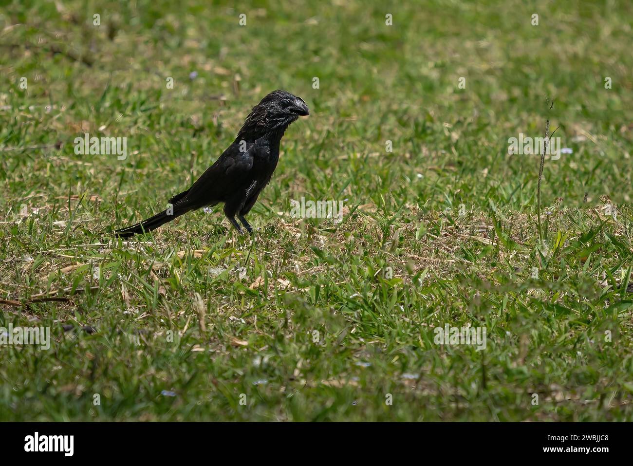 Smooth-billed Ani bird (Crotophaga ani Stock Photo - Alamy
