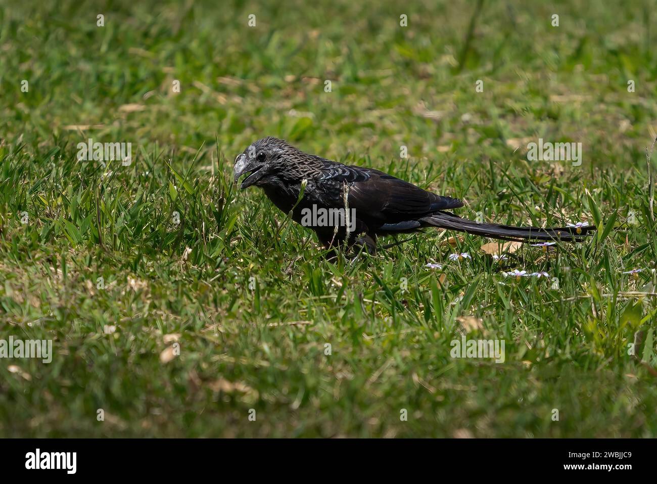 Smooth-billed Ani bird (Crotophaga ani Stock Photo - Alamy