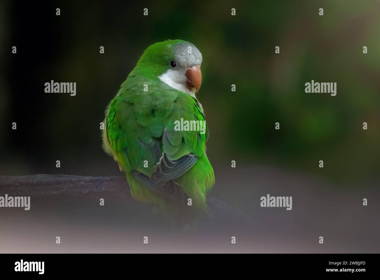 Quaker parrot hi-res stock photography and images - Alamy