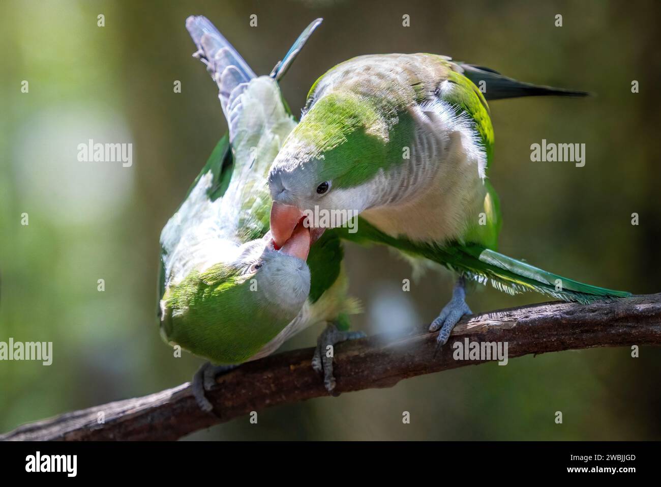Monk Parakeet Couple Kissing (Myiopsitta monachus Stock Photo - Alamy