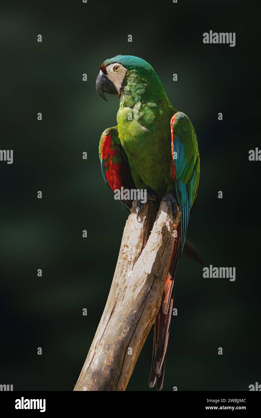 Chestnut-fronted Macaw Parrot (Ara severus Stock Photo - Alamy