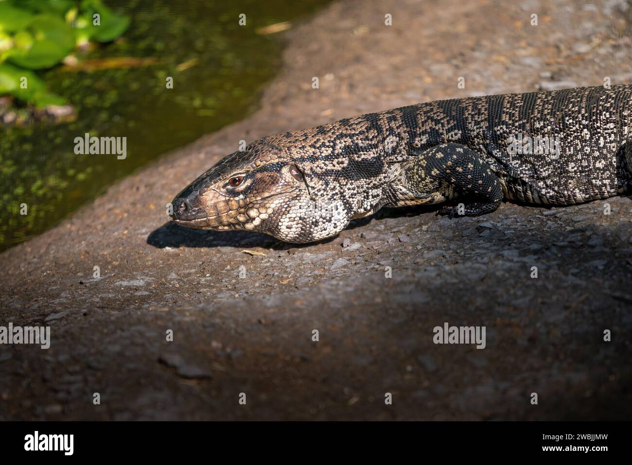 Black and White Tegu Lizard (Salvator merianae Stock Photo - Alamy