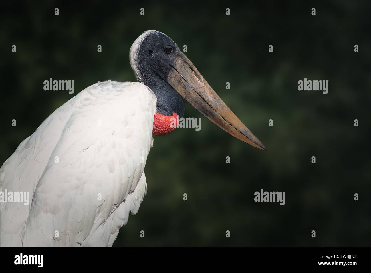 Brazil pantanal jabiru stork jabiru hi-res stock photography and images ...