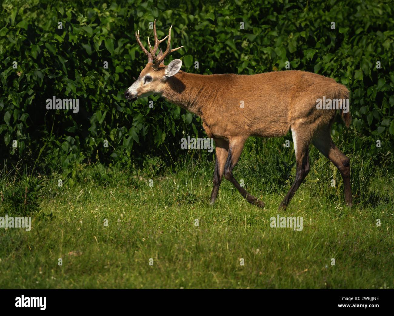 South american marsh hi-res stock photography and images - Alamy