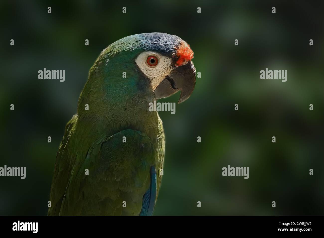 Blue-winged Macaw Parrot (Primolius maracana Stock Photo - Alamy