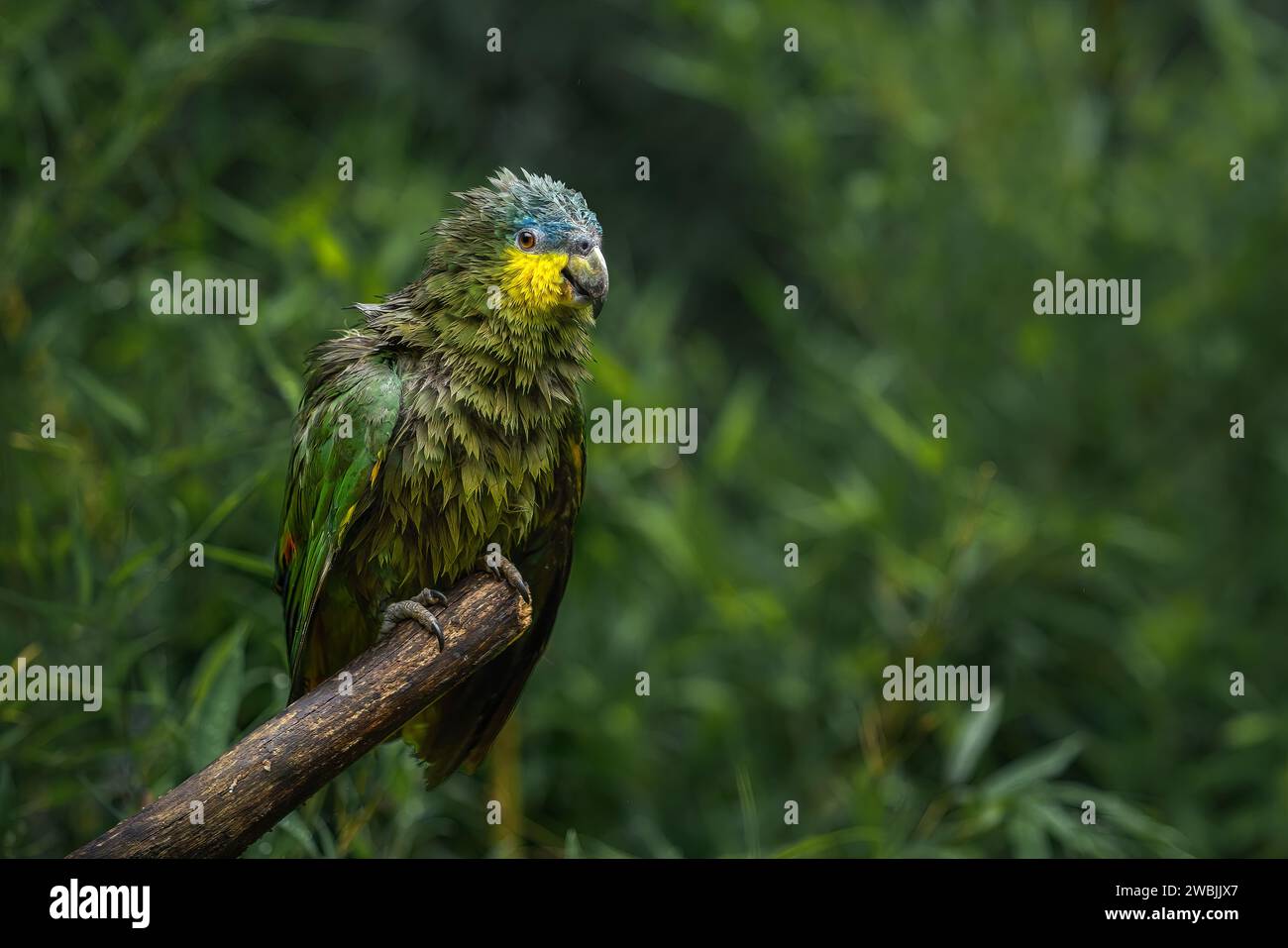Soaking Wet Orange-winged Amazon Parrot (Amazona amazonica Stock Photo ...