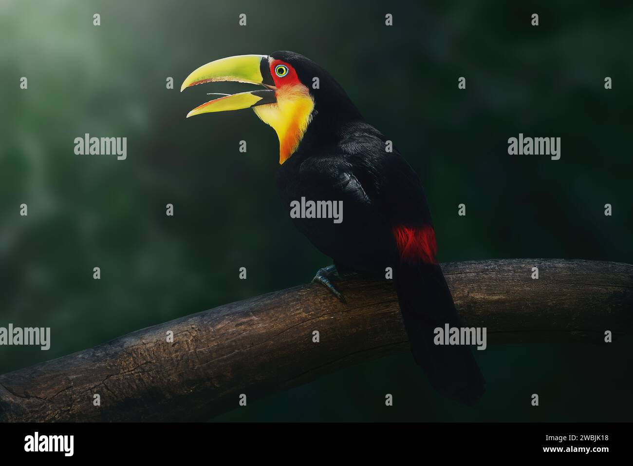 Red-breasted toucan or Green-billed toucan (Ramphastos dicolorus Stock ...