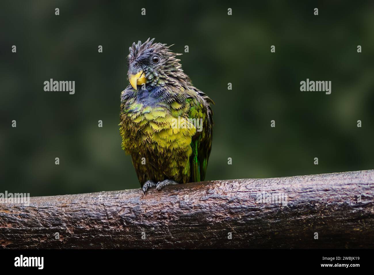 Soaking Wet Scaly-headed parrot (Pionus maximiliani Stock Photo - Alamy