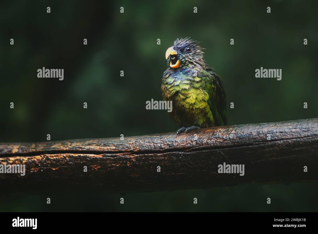 Soaking Wet Scaly-headed parrot (Pionus maximiliani Stock Photo - Alamy