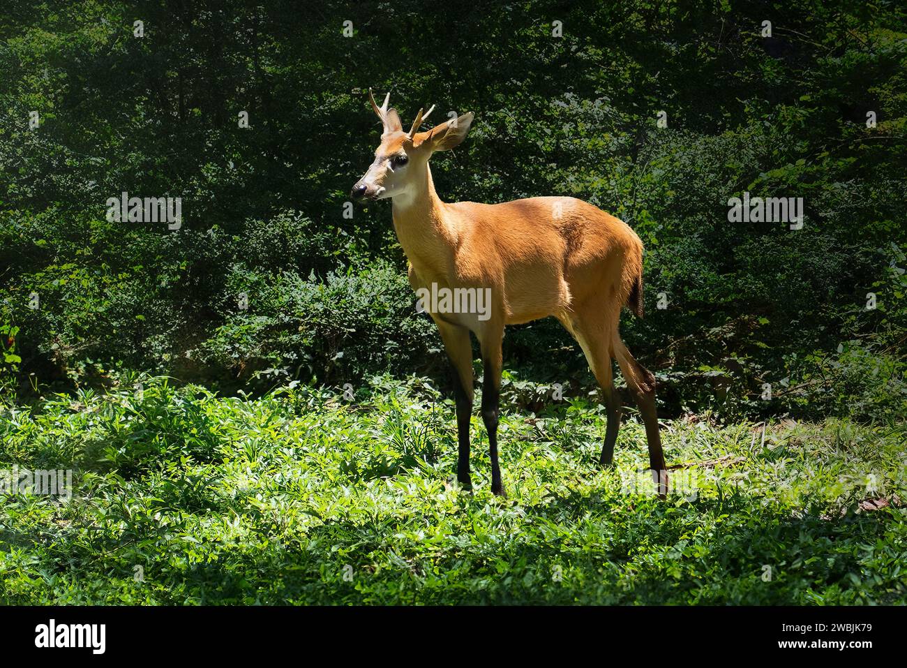 South american marsh hi-res stock photography and images - Alamy