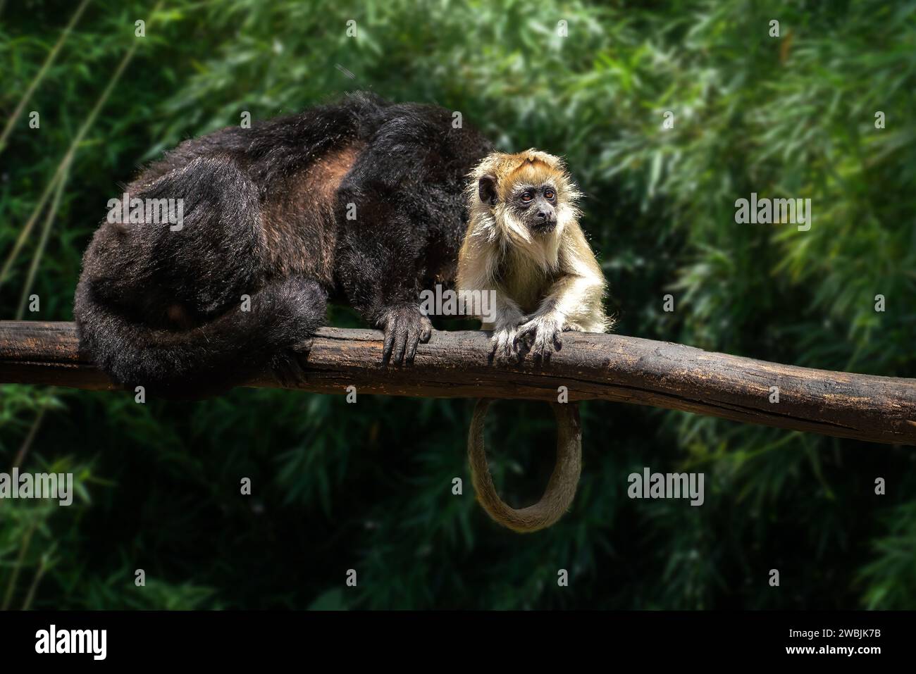 Baby Black Howler Monkey (Alouatta caraya Stock Photo - Alamy