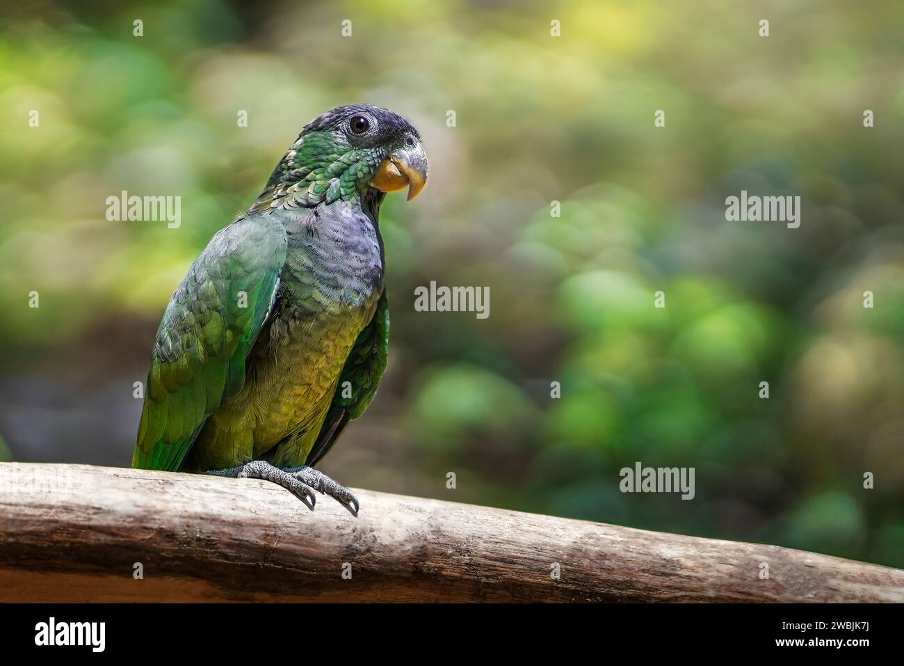 Scaly-headed Parrot bird (Pionus maximiliani Stock Photo - Alamy