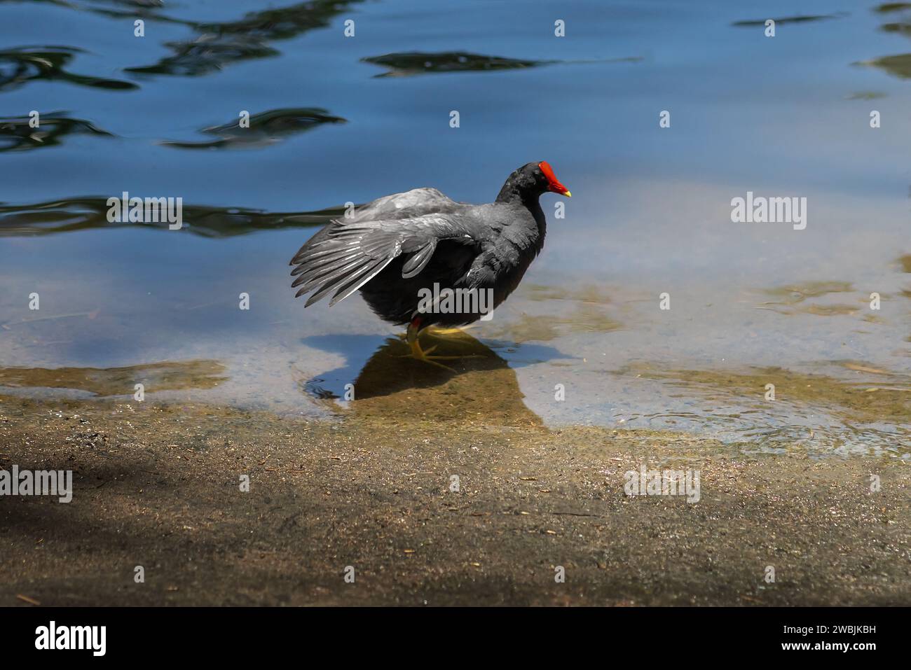 Common Gallinule bird (Gallinula galeata Stock Photo - Alamy