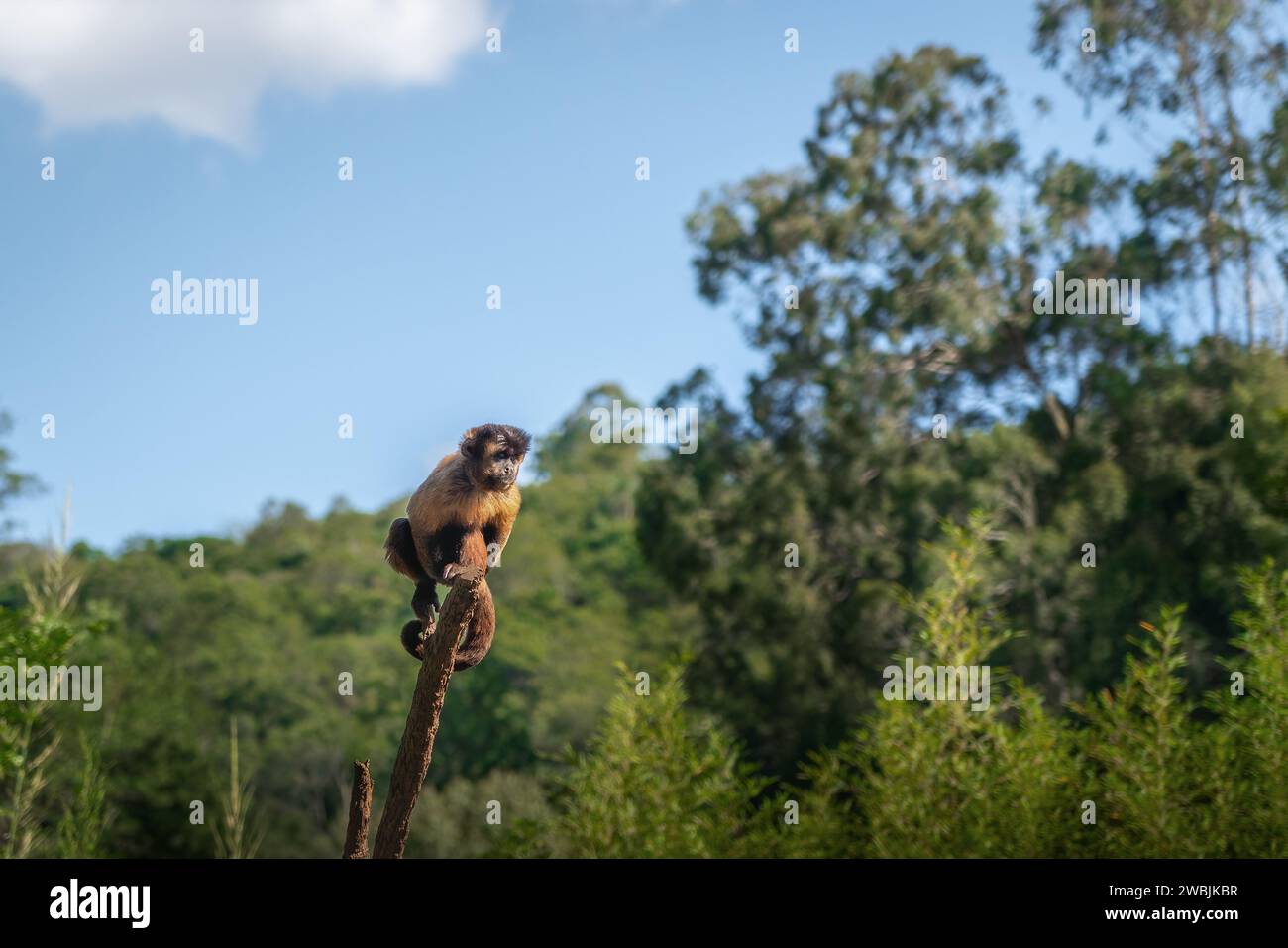 Tufted Capuchin Monkey (Sapajus apella Stock Photo - Alamy