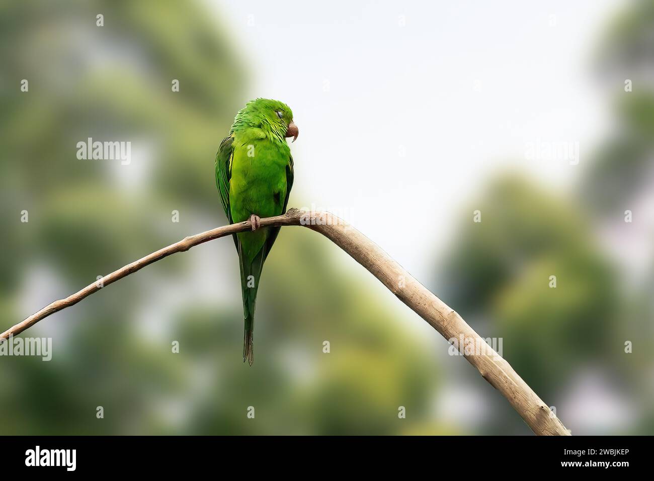 Plain Parakeet bird (Brotogeris tirica) with closed eyes Stock Photo ...