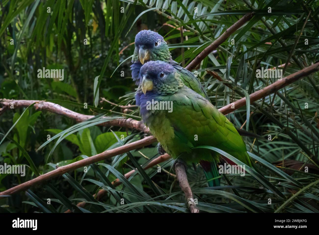 Pair of Scaly-headed Parrots (Pionus maximiliani Stock Photo - Alamy