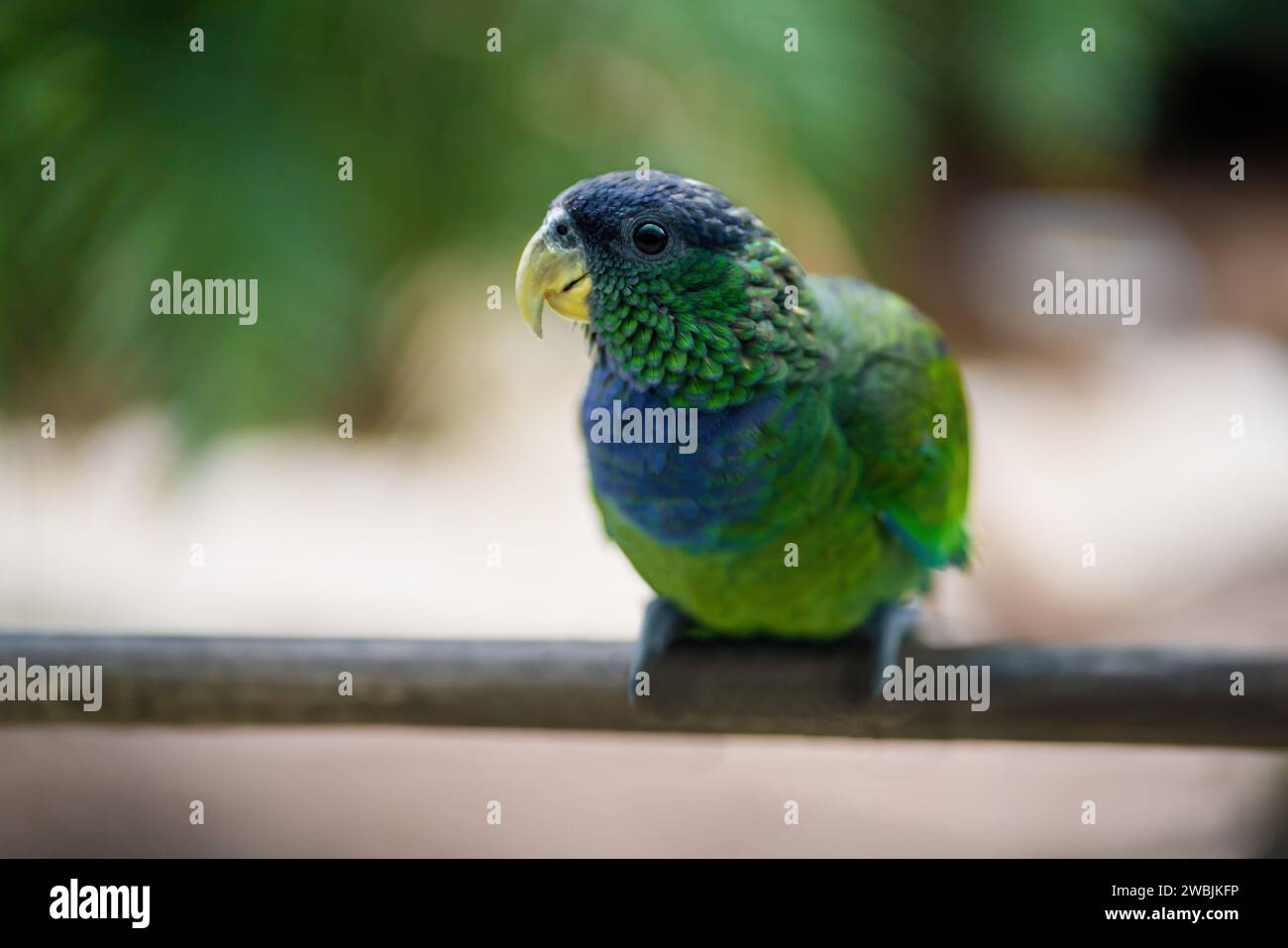 Pionus maximilian hi-res stock photography and images - Alamy