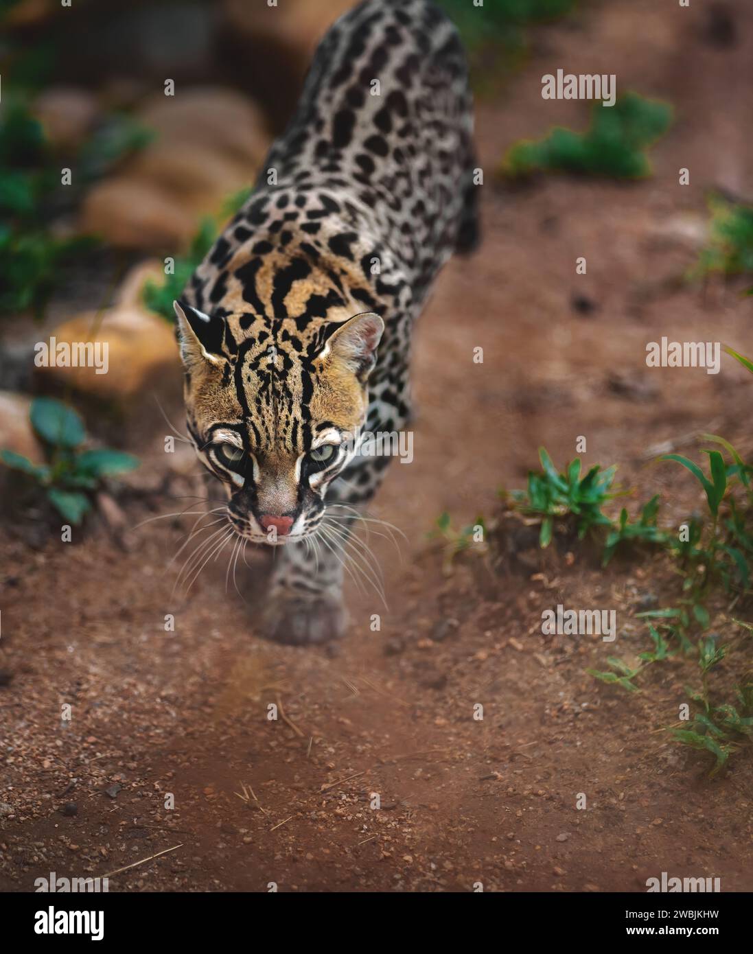 Ocelot (Leopardus pardalis) - medium-sized spotted feline Stock Photo ...