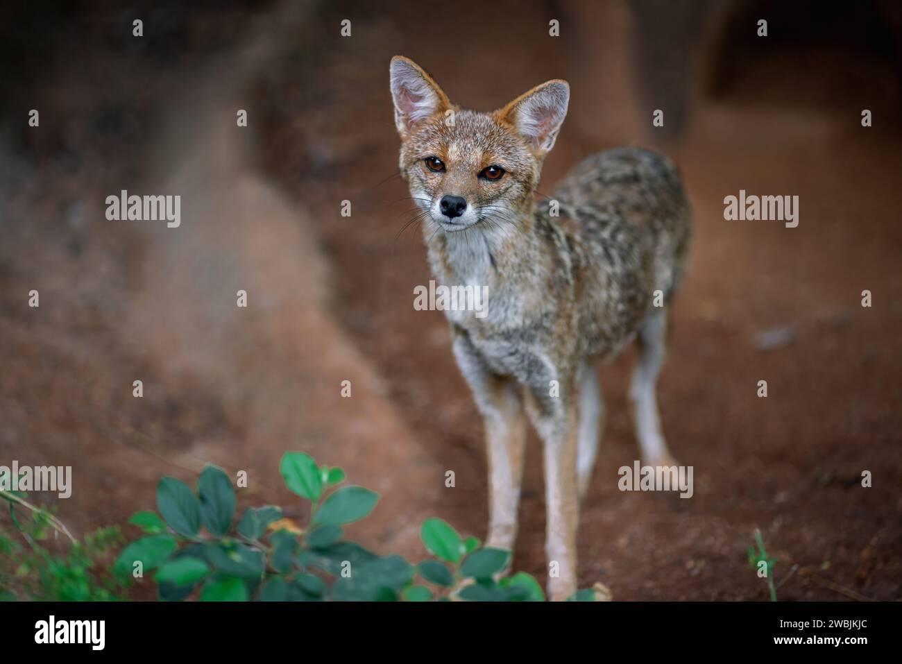 Pampas Fox (Lycalopex gymnocercus) - South American canid Stock Photo ...