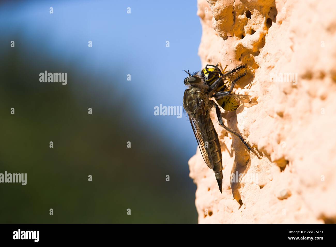 Mediterranean insects hi-res stock photography and images - Alamy