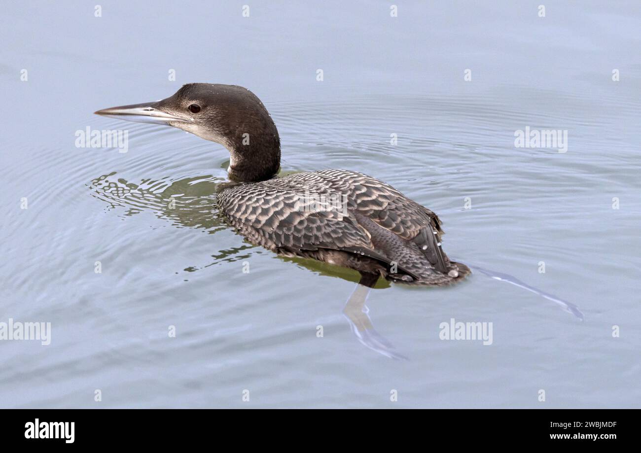 A Great Northern Diver in winter plumage swims in clear water enabling ...
