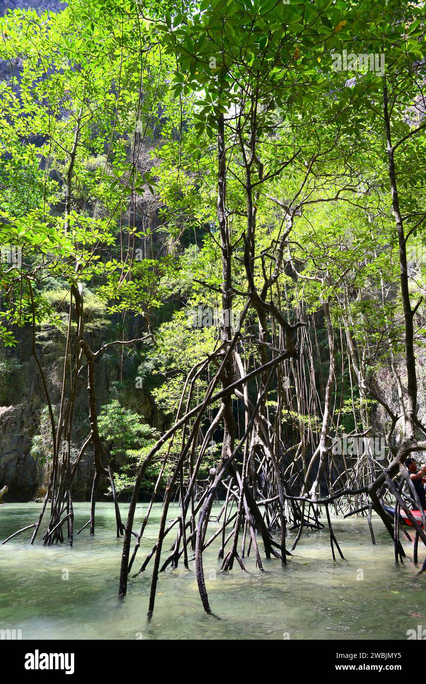 Koh Panak Cave with a mangrove. Ao Phang Nga Marine National Park ...