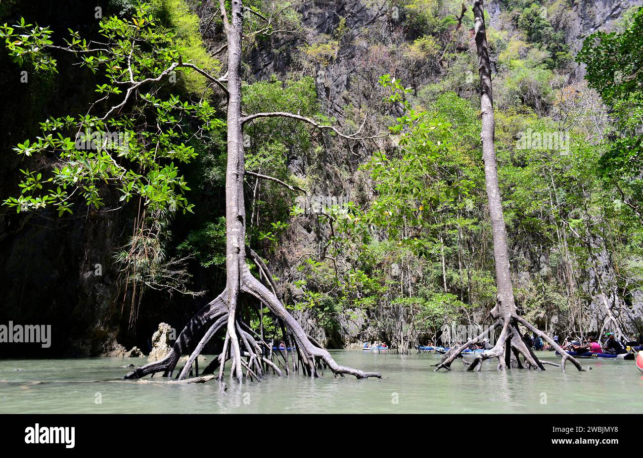 Koh Panak Cave with a mangrove. Ao Phang Nga Marine National Park ...