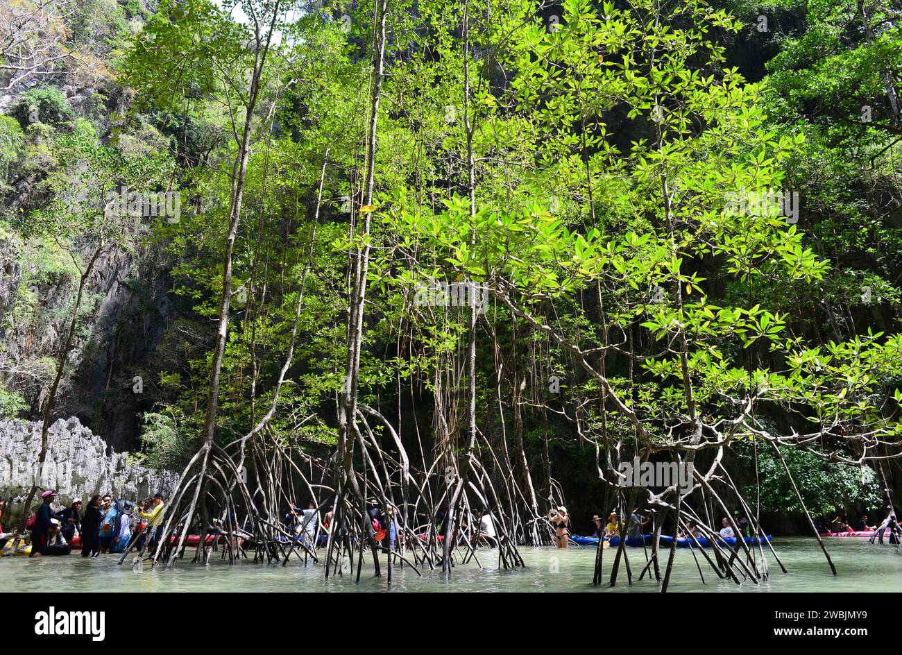 Koh Panak Cave with a mangrove. Ao Phang Nga Marine National Park ...