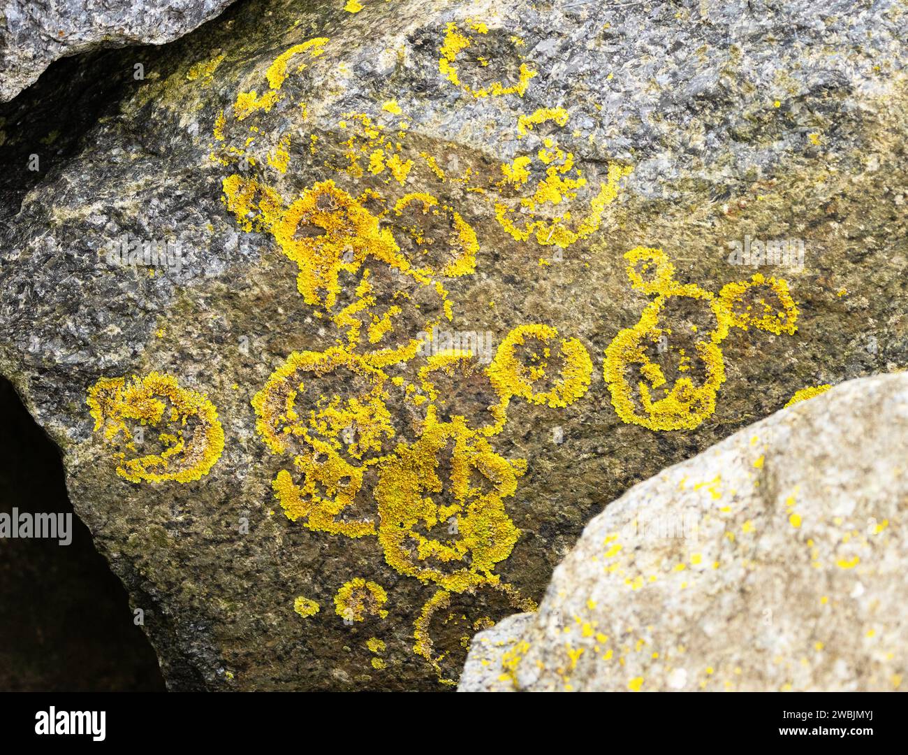 Crust forming lichen hi-res stock photography and images - Alamy