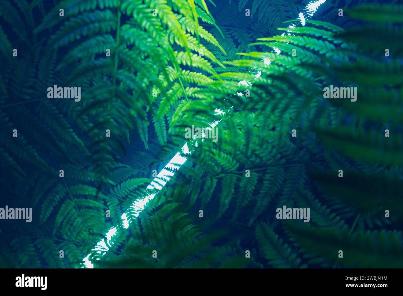 An enchanting view underneath a lush canopy of fern fronds with gentle ...