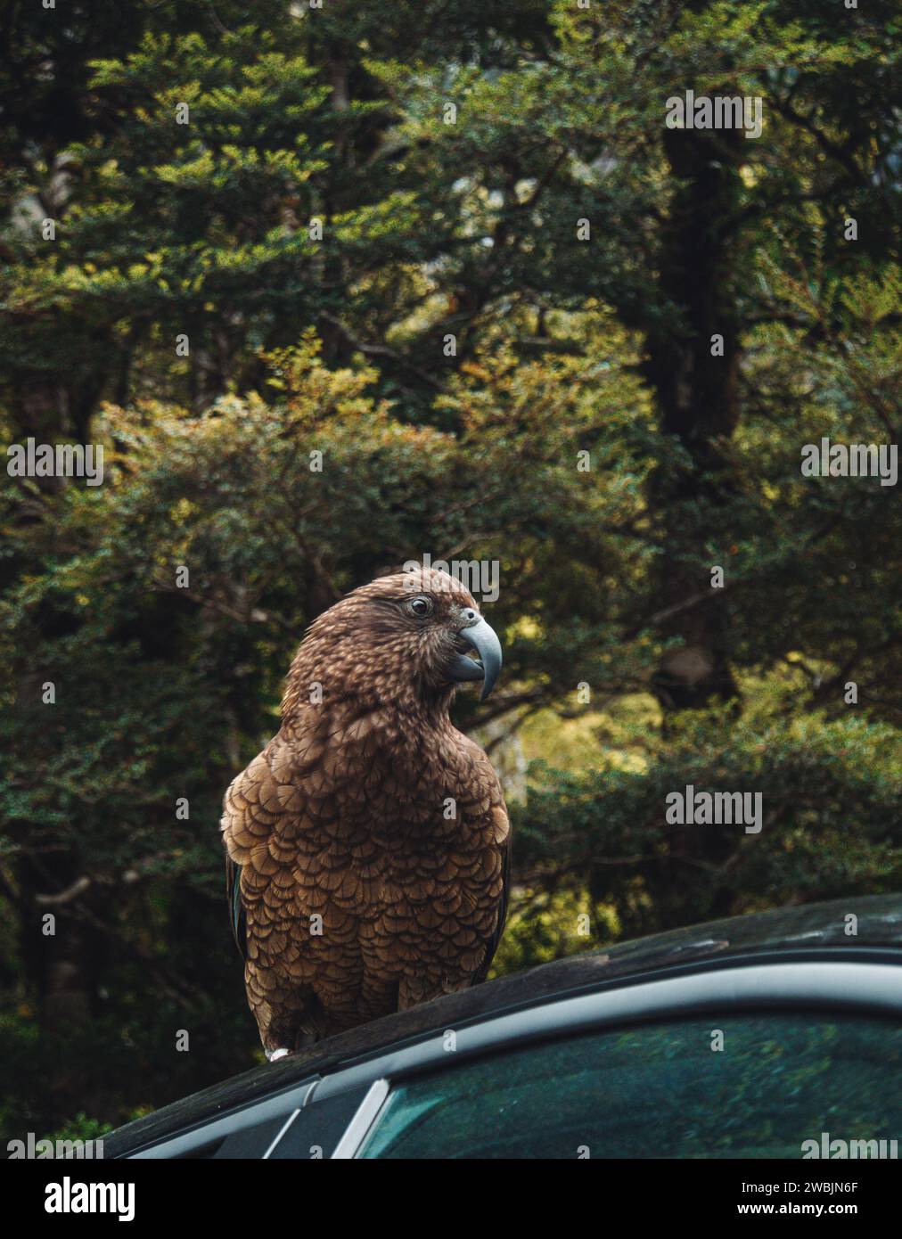 Keaencounter hi-res stock photography and images - Alamy