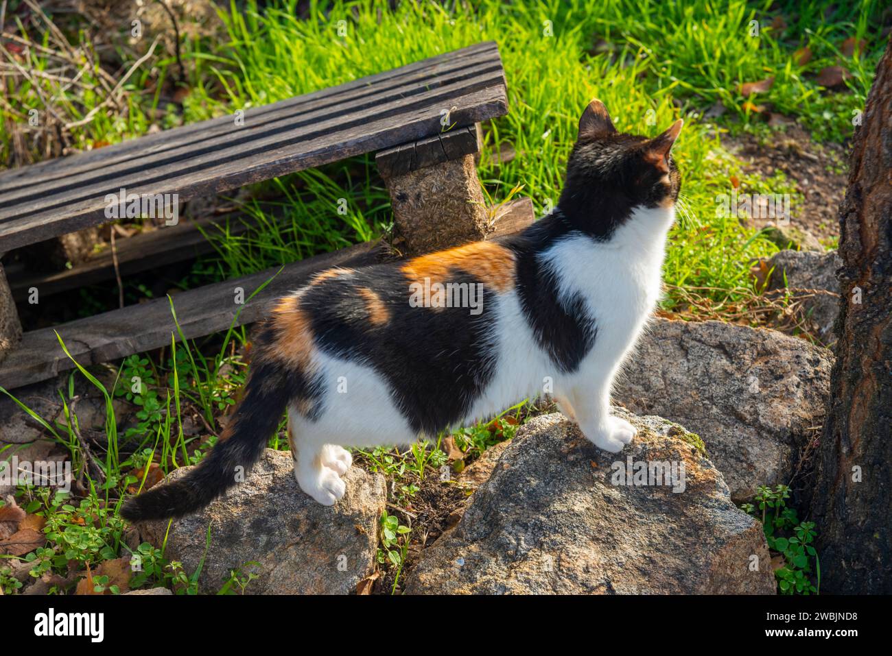 Gatitos calico hi-res stock photography and images - Alamy