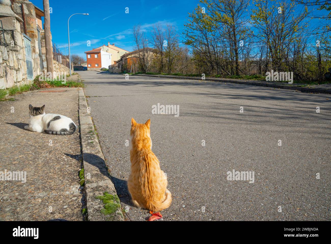 Two stray cats Stock Photo - Alamy