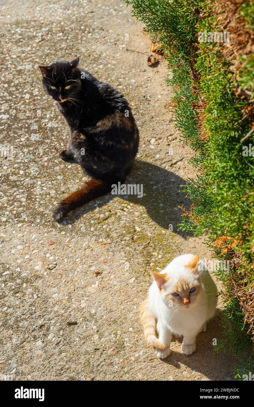 Cat cats gato gatos hi-res stock photography and images - Alamy