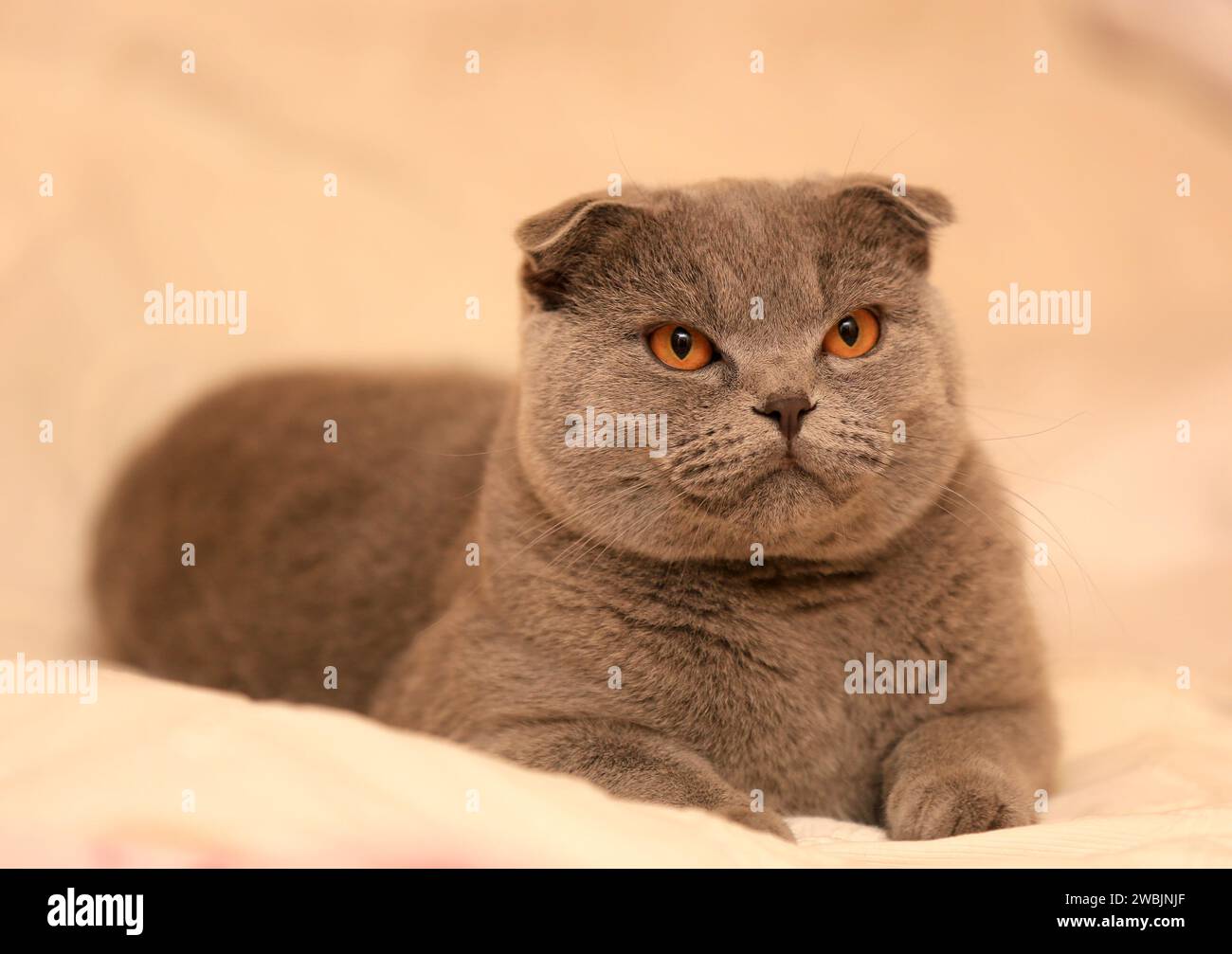 Seriuos funny hi-res stock photography and images - Alamy