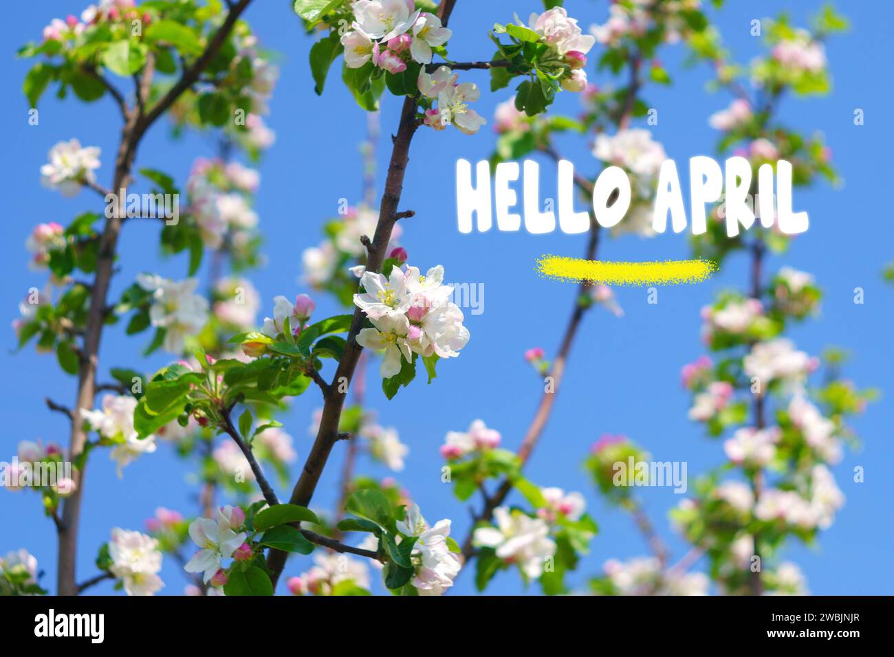 Text Hello April. Color spring background with a branch of blooming ...