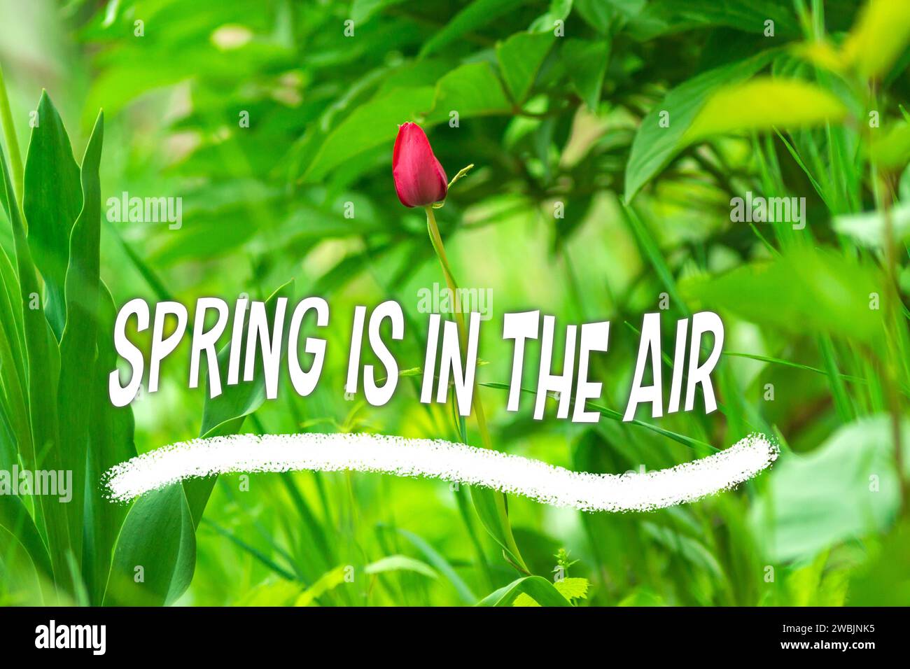 Spring is in the air springtime, green spring background. Red tulip ...