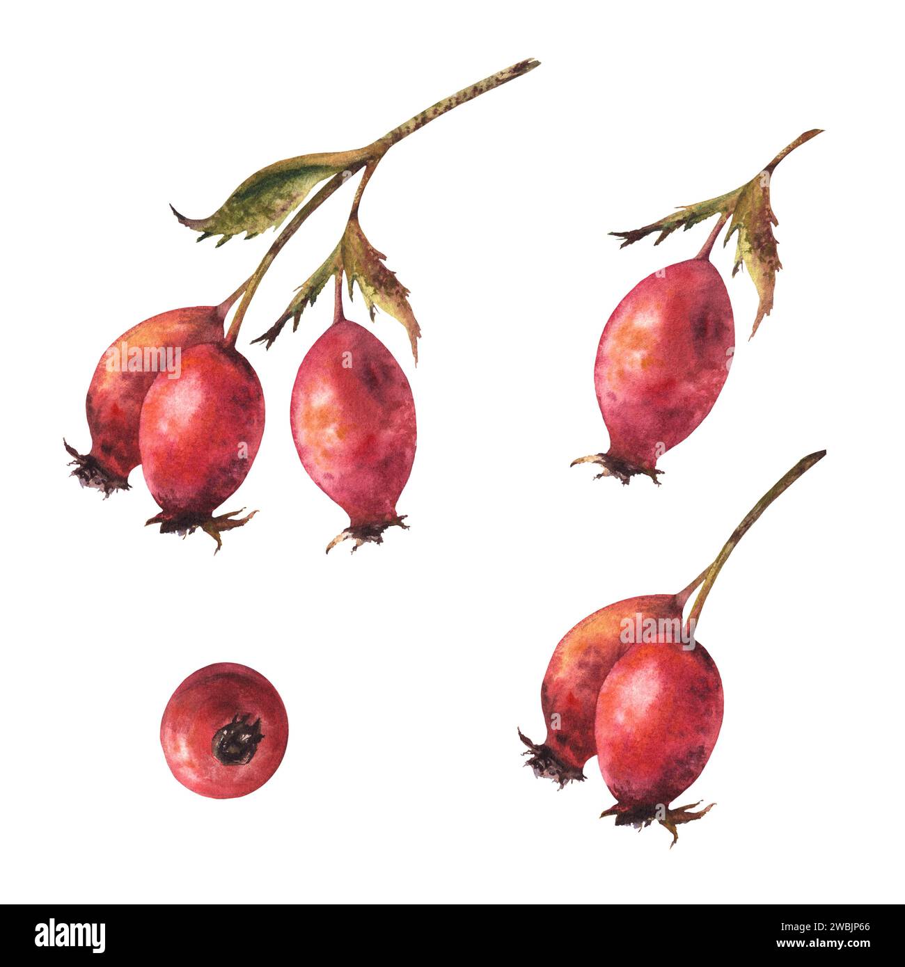 Set of wild rosehip with branch red briar fruits, dog rose berries ...