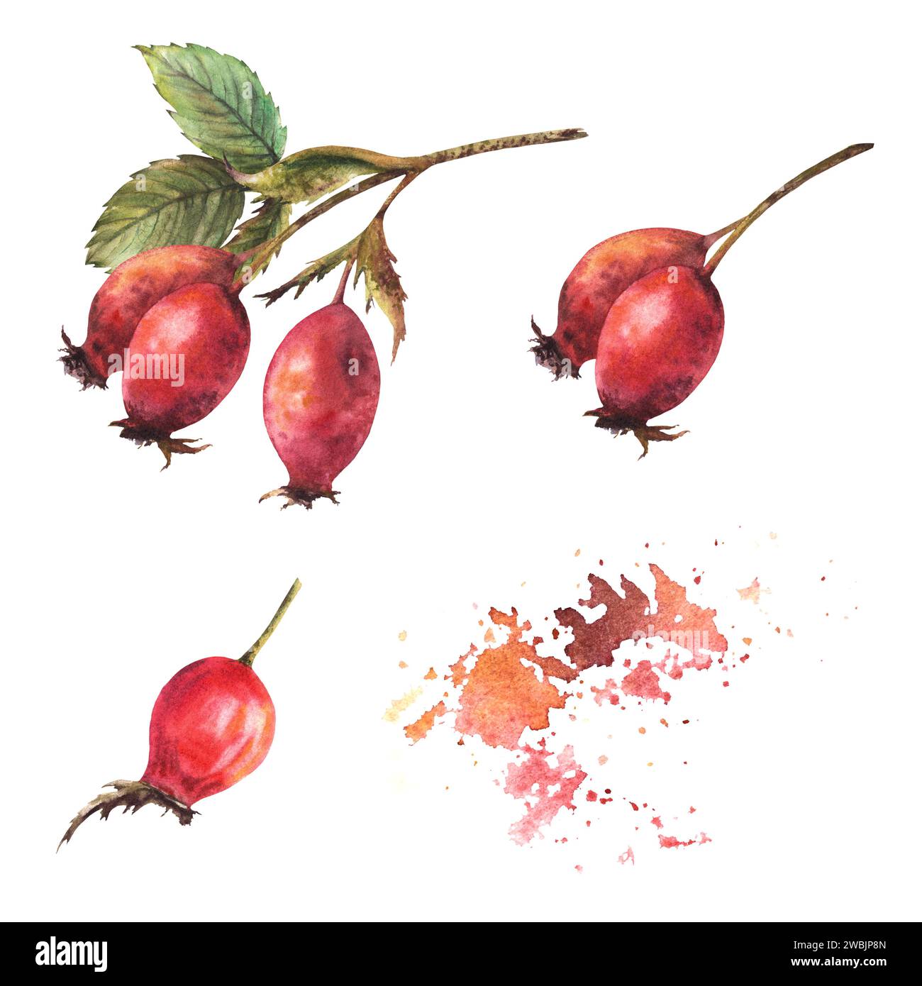 Set of wild rosehip with branch red briar fruits, dog rose berries ...