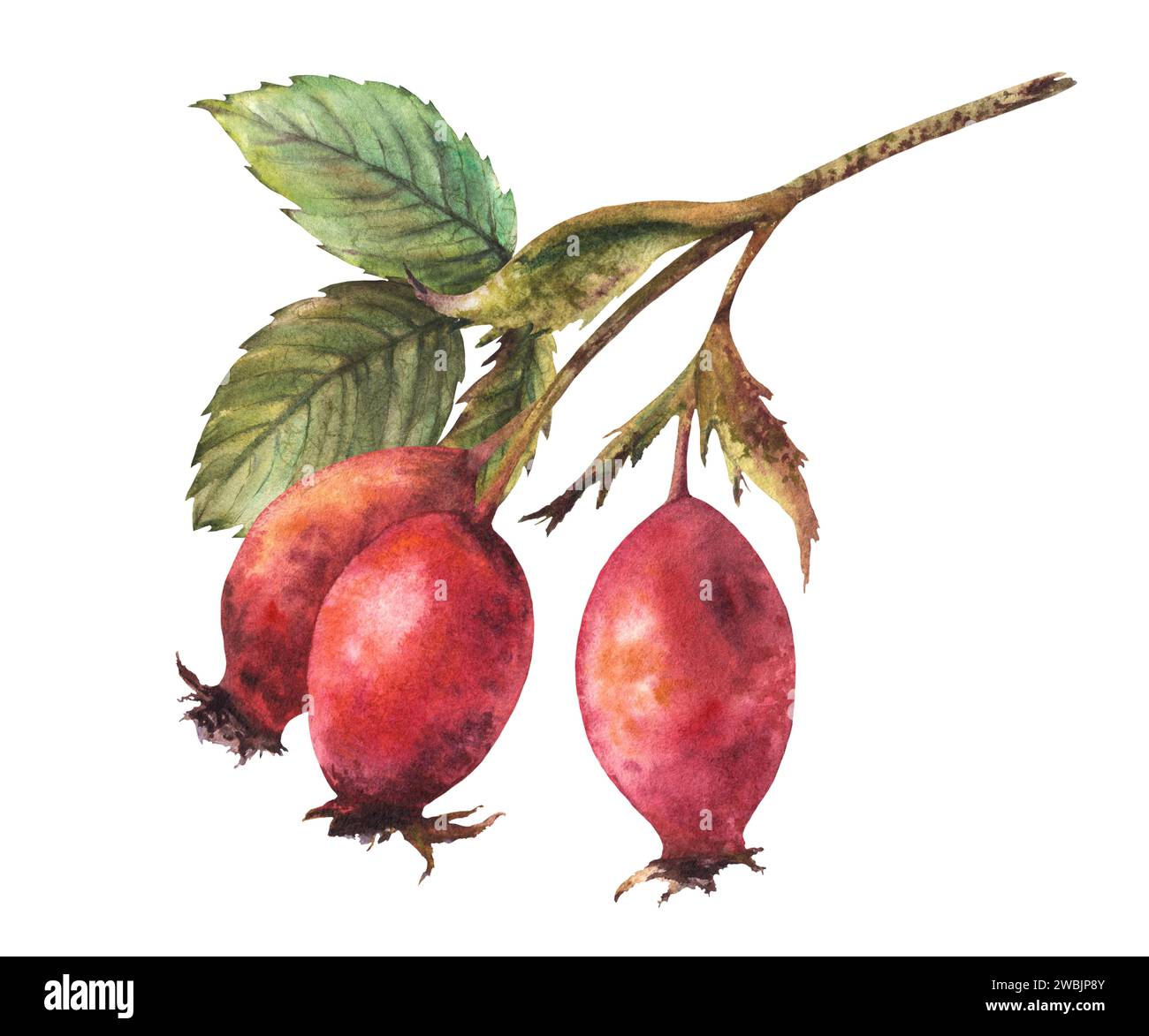 Branch of wild rosehips with red briar fruits, dog rose with green ...
