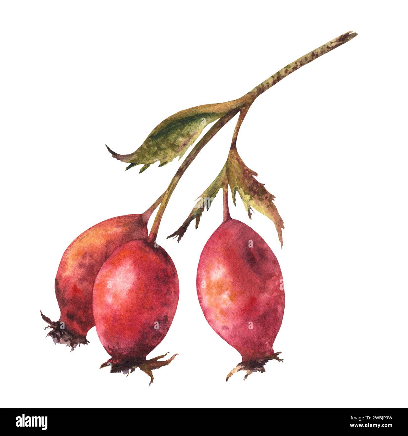 Branch of wild rosehips with red briar fruits, dog rose with green ...