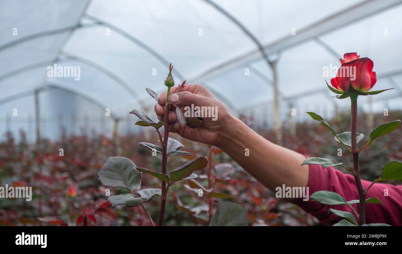 Close-up of a man's hand working inside a plastic greenhouse growing ...