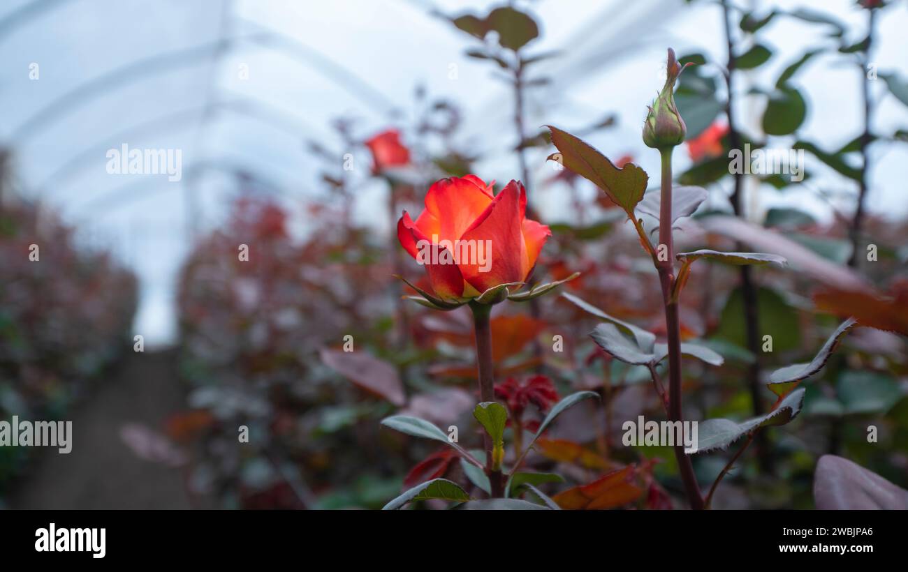 Plastic rose hi-res stock photography and images - Alamy