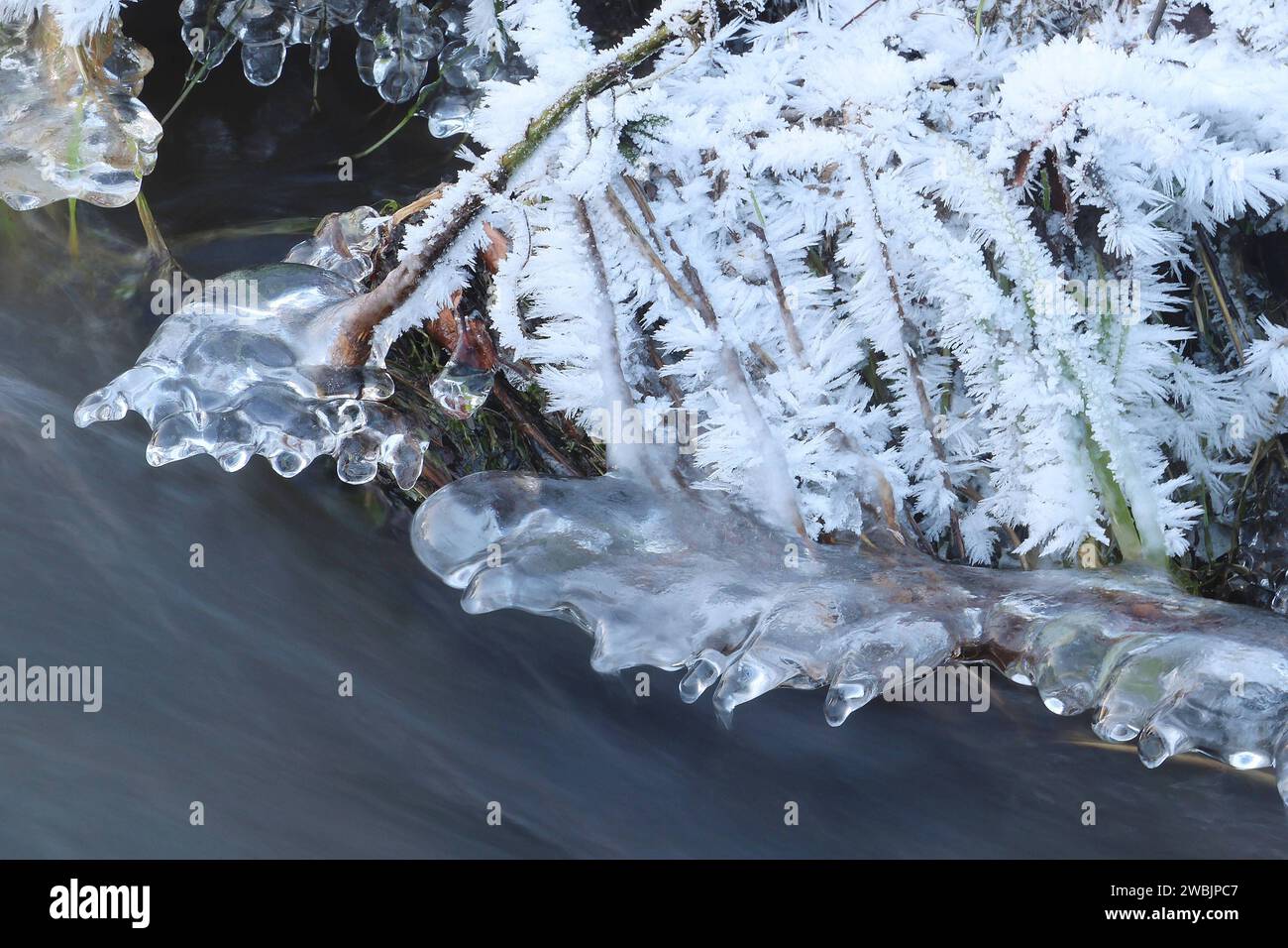 Frost 11.01.2024, Ostramondra, Eis an den Pflanzen am Rand eines Baches ...