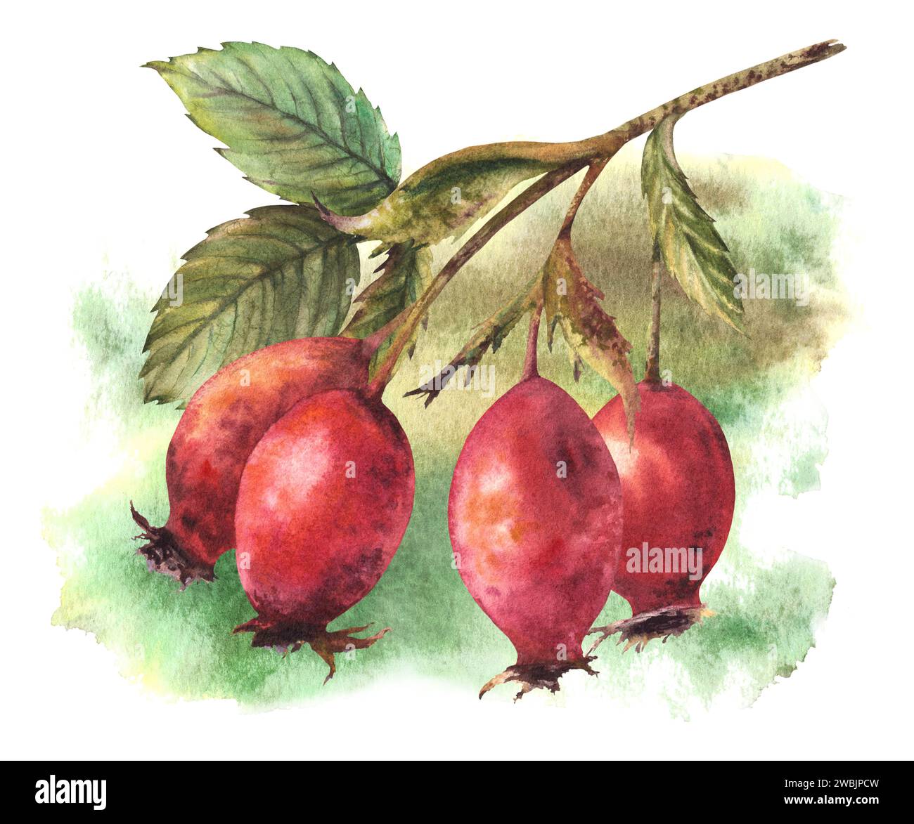 Branch of wild rosehips with red briar fruits, dog rose with green ...